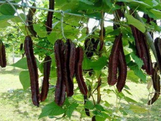 Hạt giống đậu rồng tím - Siêu Thị Hạt Giống