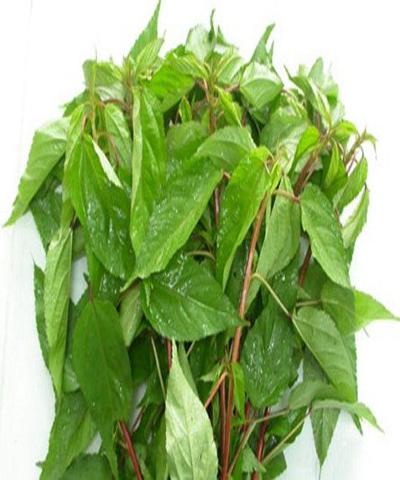 Hạt giống rau đay - Siêu Thị Hạt Giống