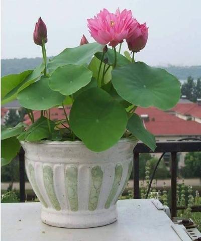 Hoa sen mini Nhật bản - Siêu Thị Hạt Giống