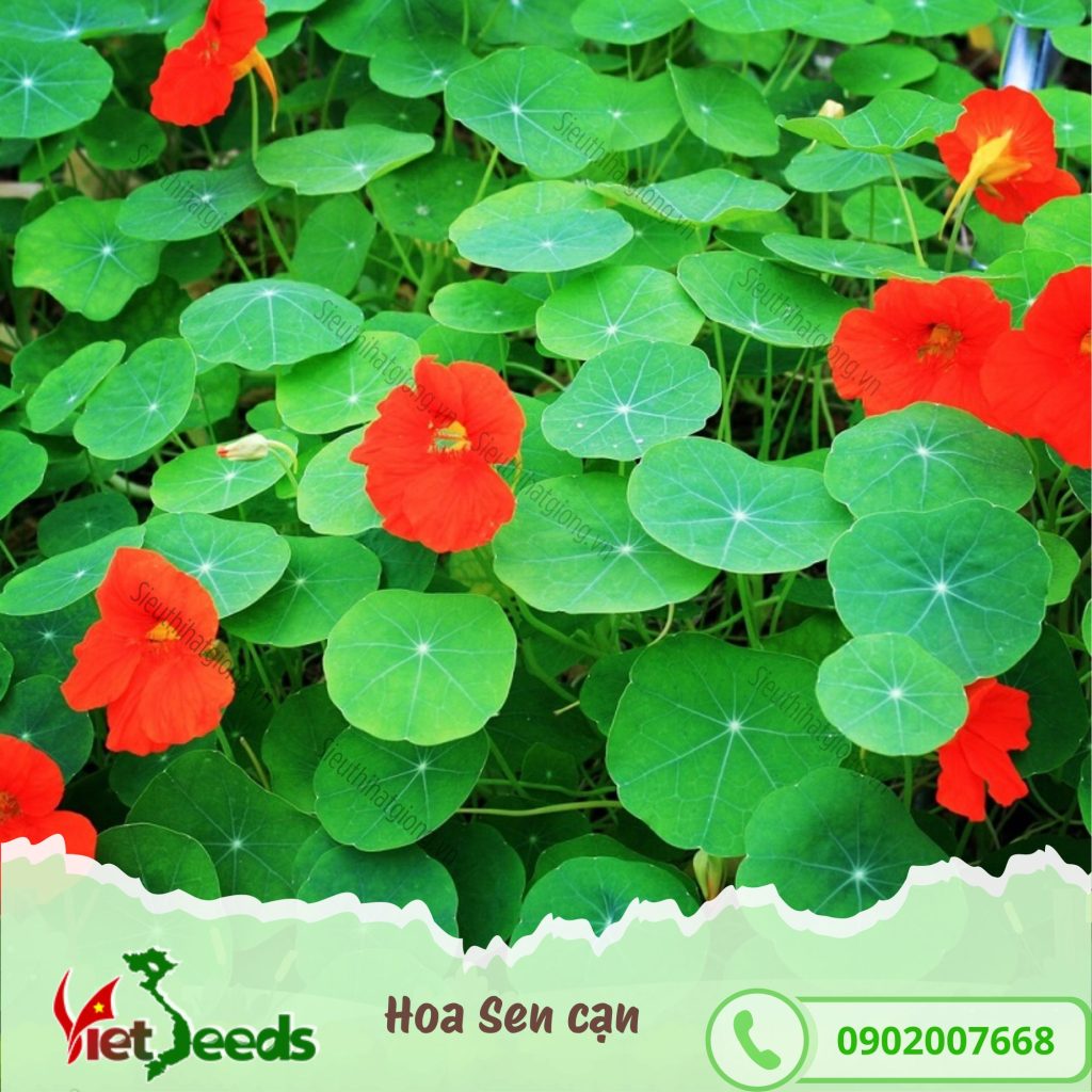 Hoa tulip - Siêu Thị Hạt Giống